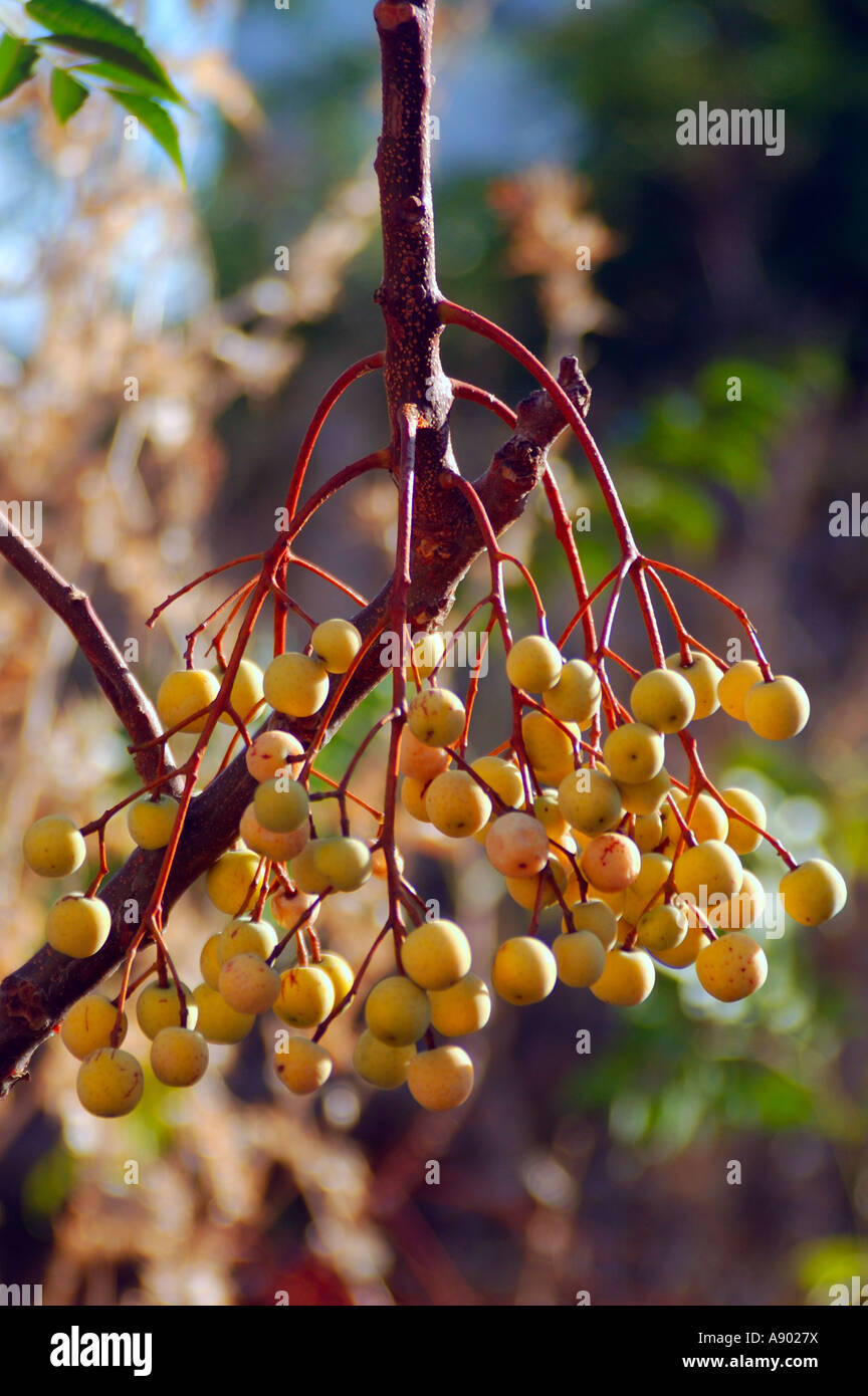 Sorb tree hi-res stock photography and images - Alamy