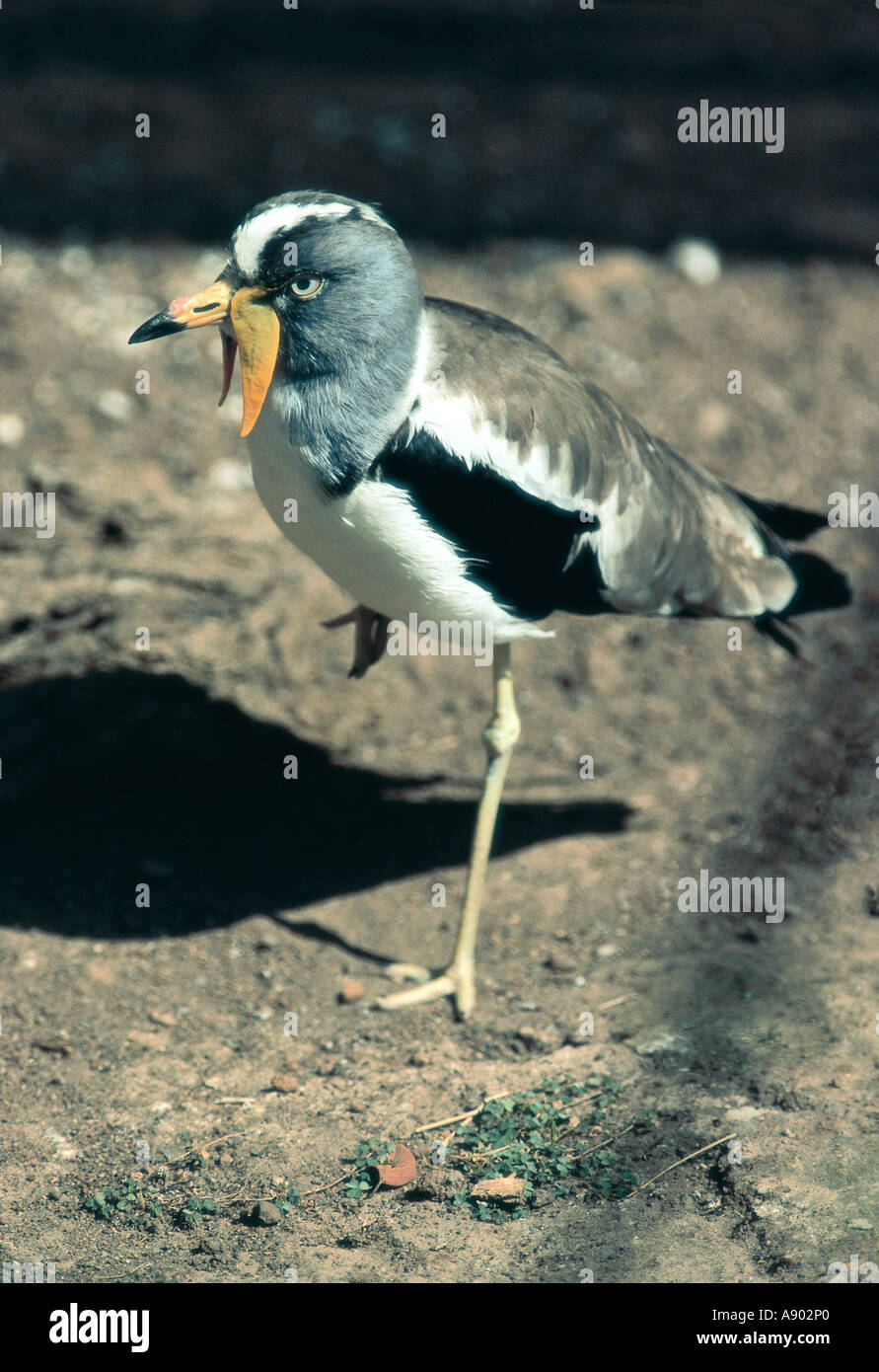 White crowned Lapwing VANELLUS ALBICEPS Stock Photo - Alamy