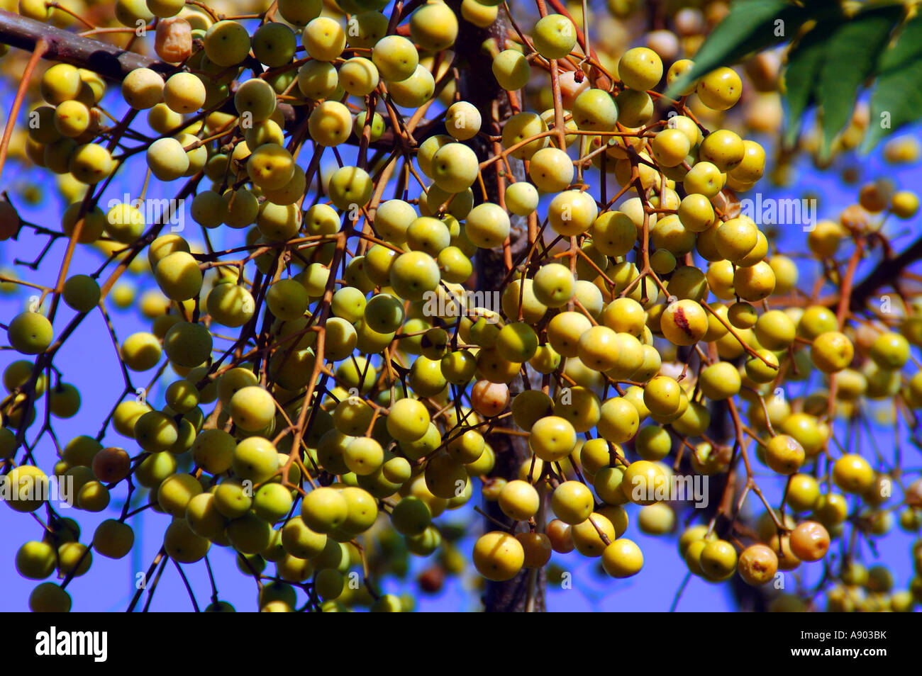 service tree bot Stock Photo - Alamy