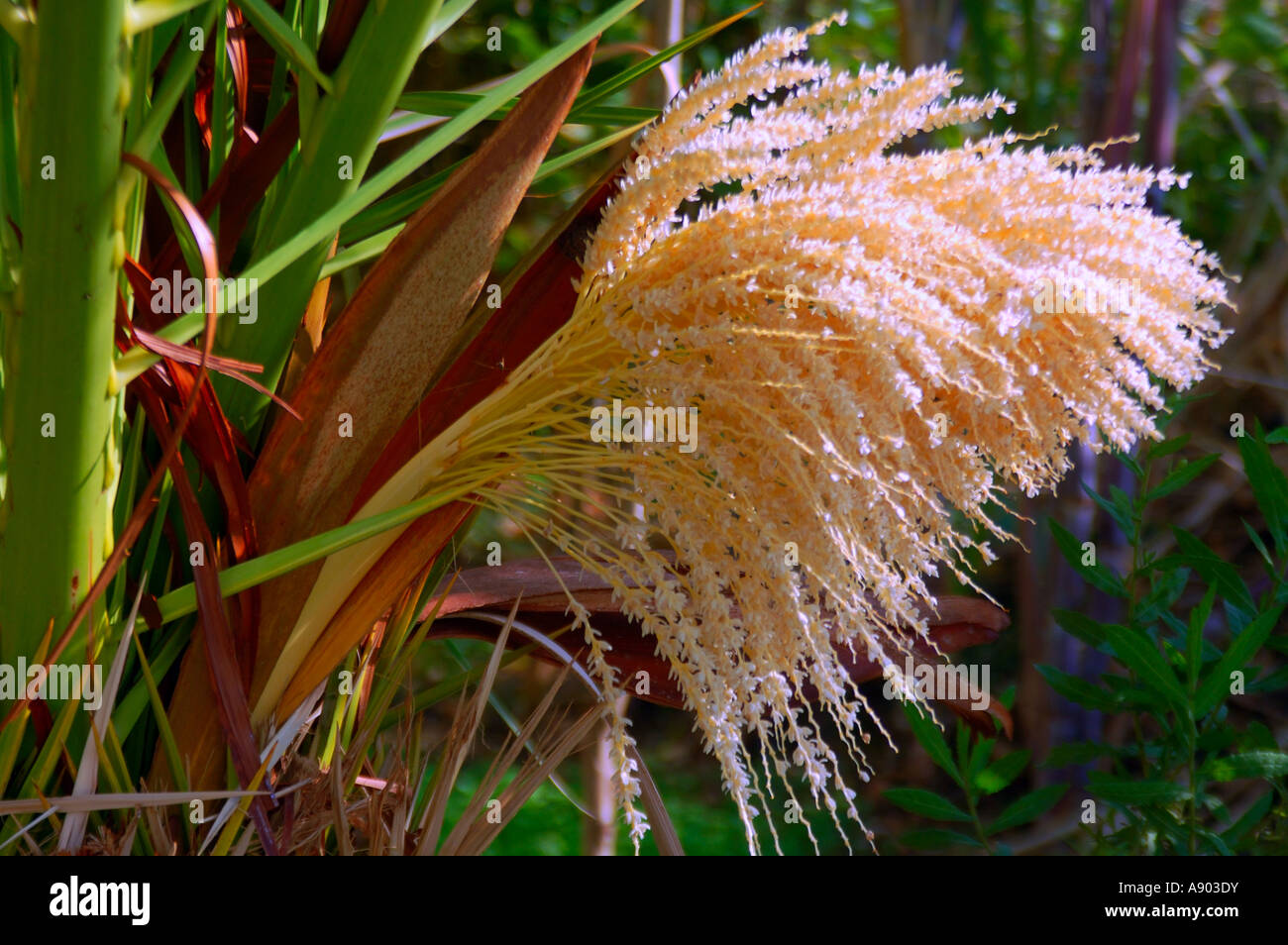 Char tree hi-res stock photography and images - Alamy