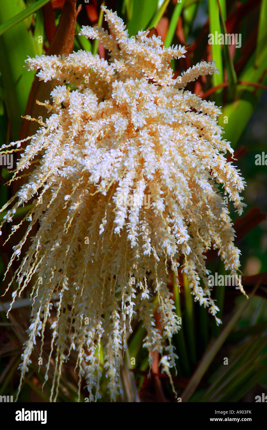 Char tree hi-res stock photography and images - Alamy