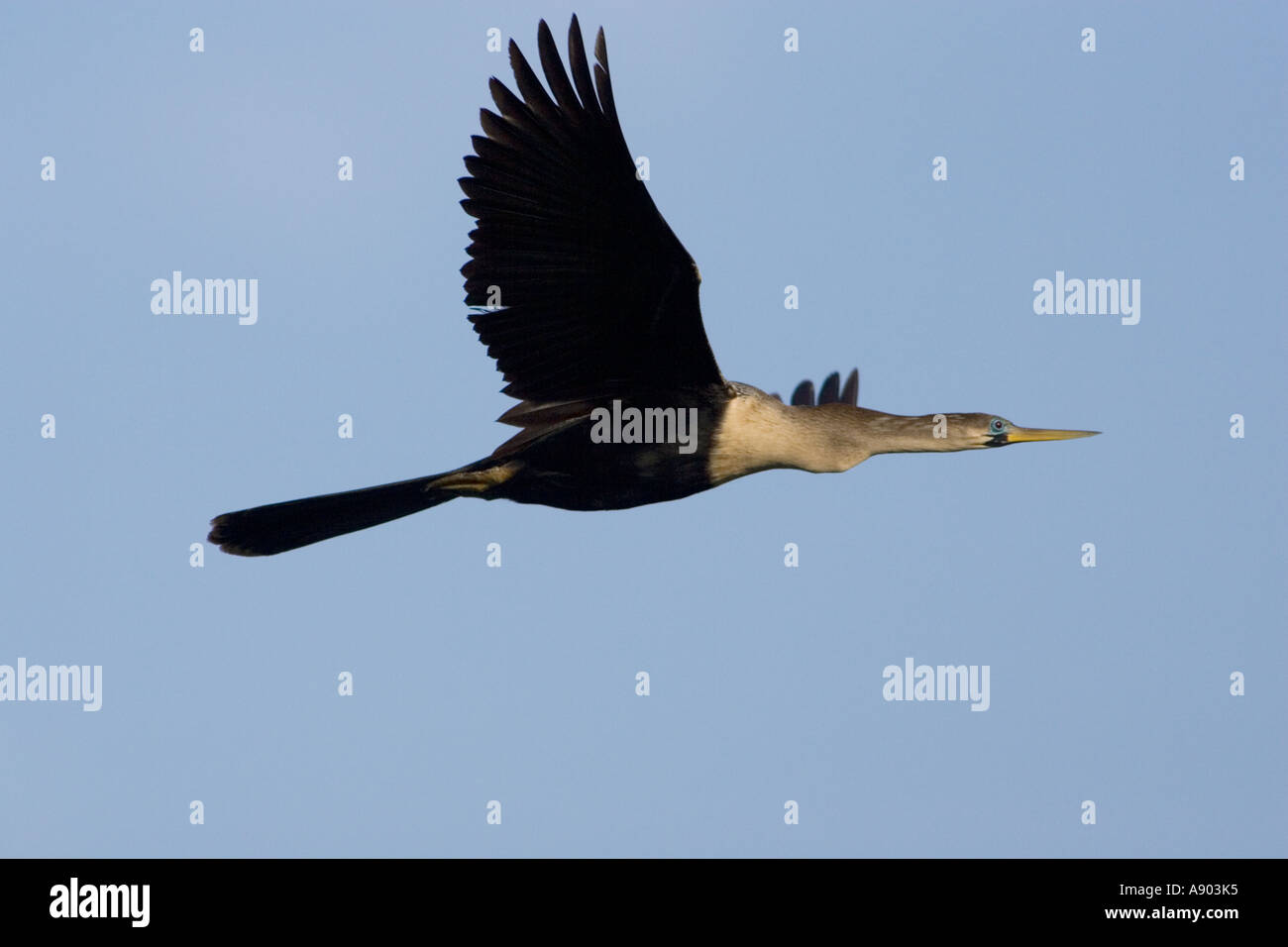 Anhinga wings stretched hi-res stock photography and images - Alamy