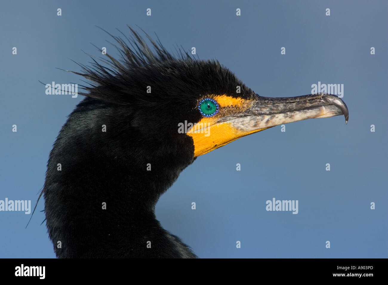 Double Crested Cormorant Adult Eastern race breeding plumage Stock ...