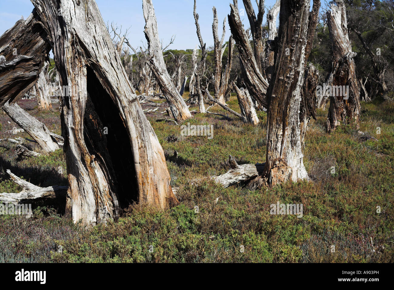 field of dead paper bark Melaleuca trees in a Western Australian bush ...