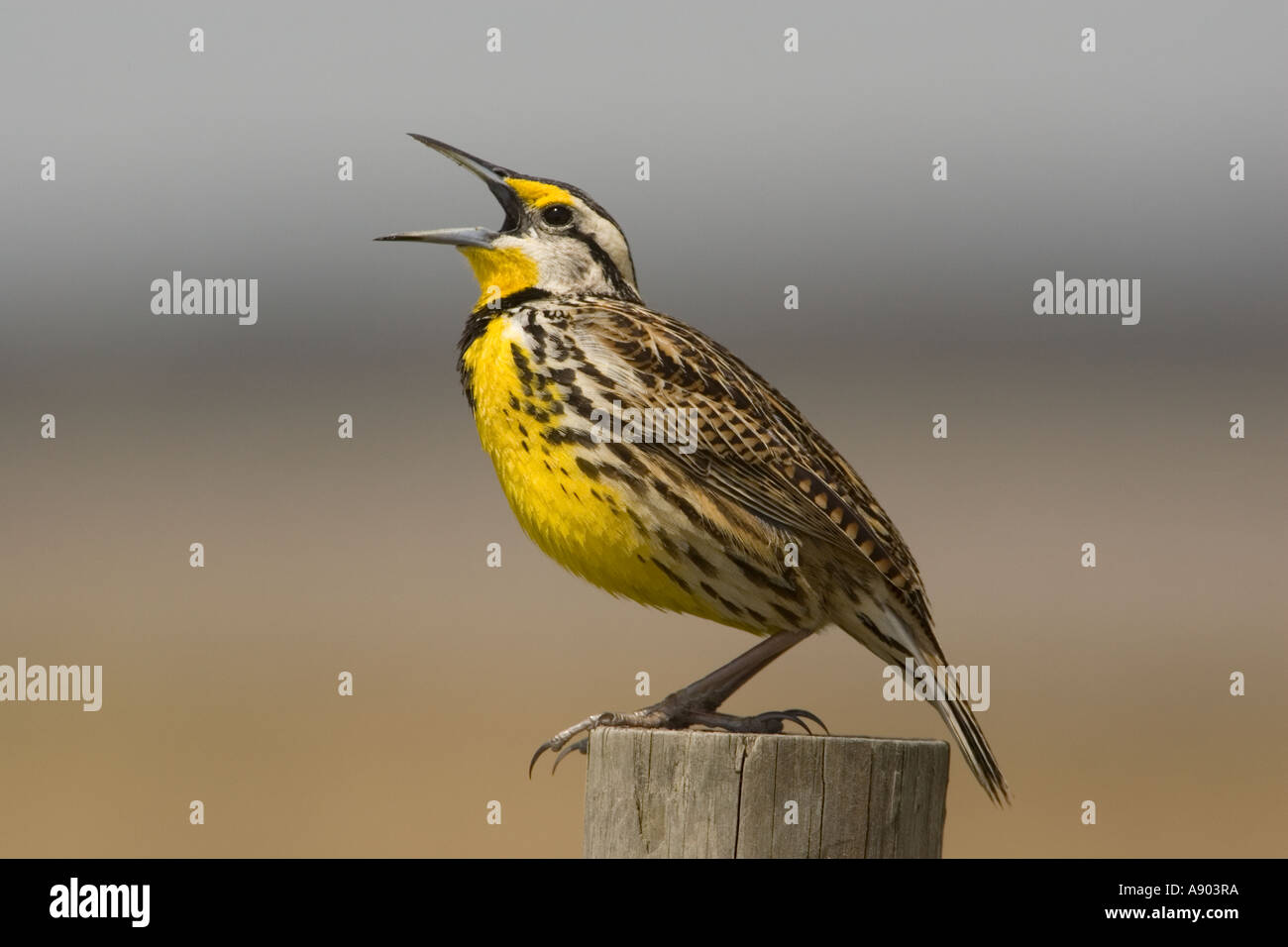 Eastern Meadowlark on post singing Stock Photo - Alamy