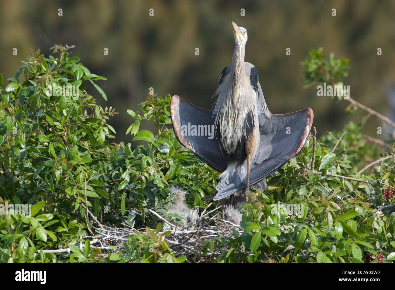 Bird Wing Underside Folded