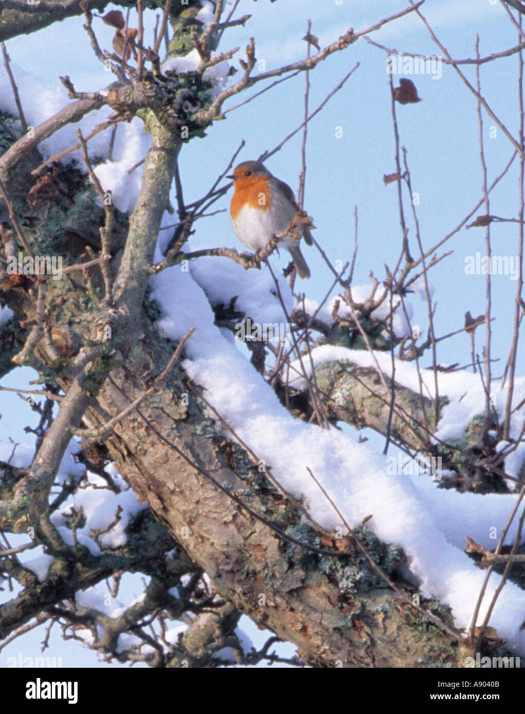 Robins snow winter hi-res stock photography and images - Alamy