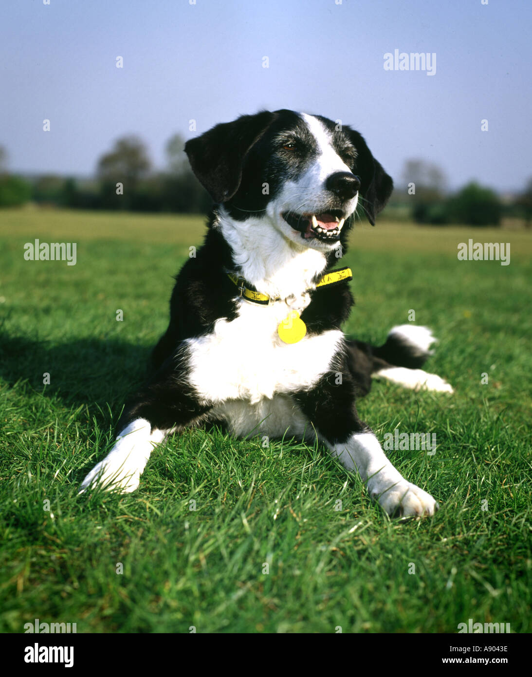 Farmer with sheepdog field hi-res stock photography and images - Alamy