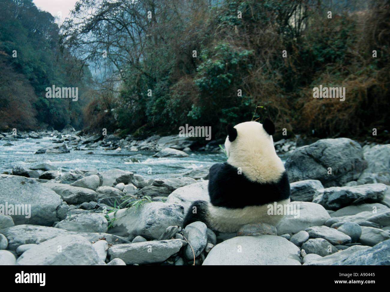 Giant Panda eats bamboo by the river backview Wolong Panda Reserve ...