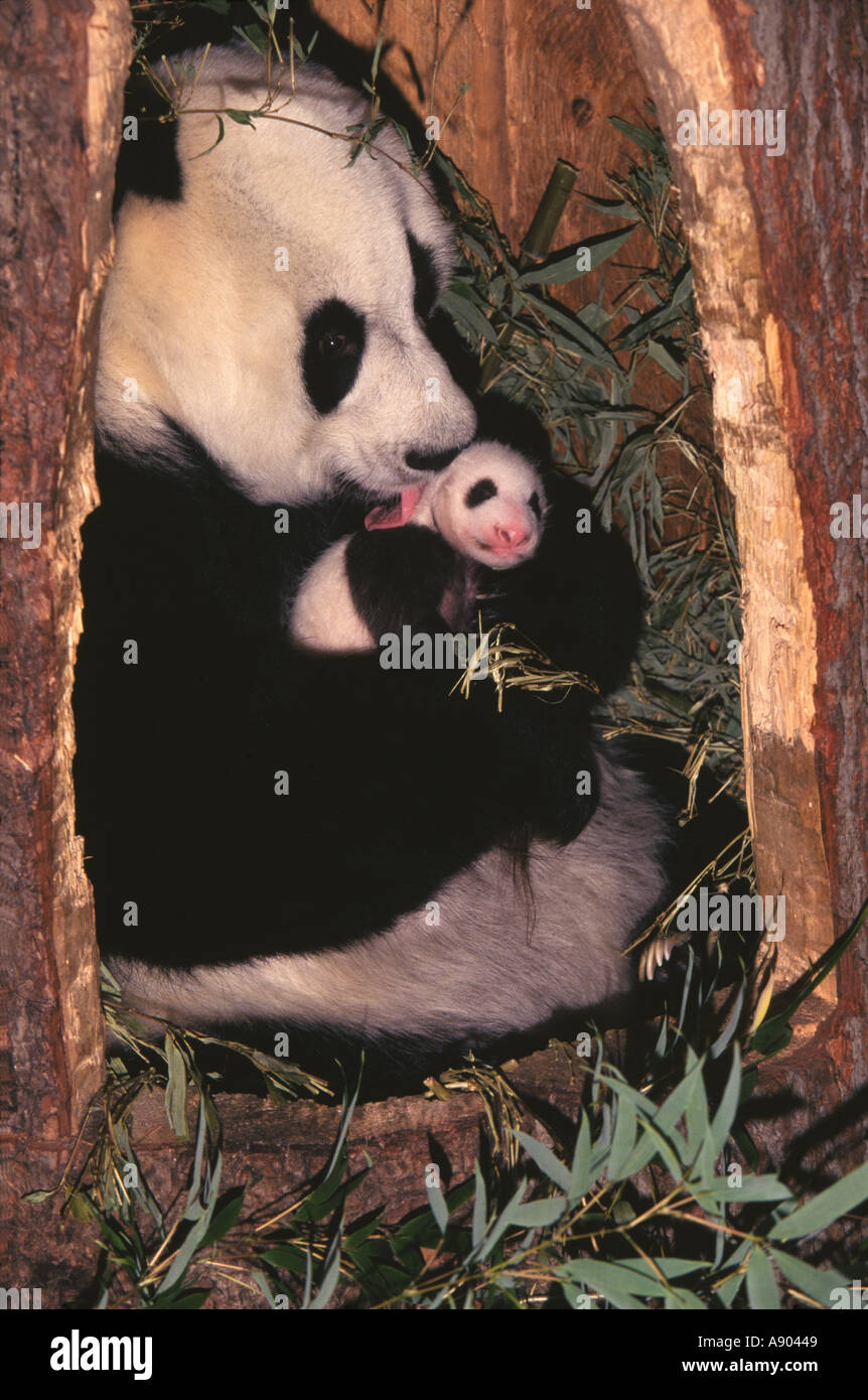 Giant Panda mother licks cub with tongue in the den massage and help ...
