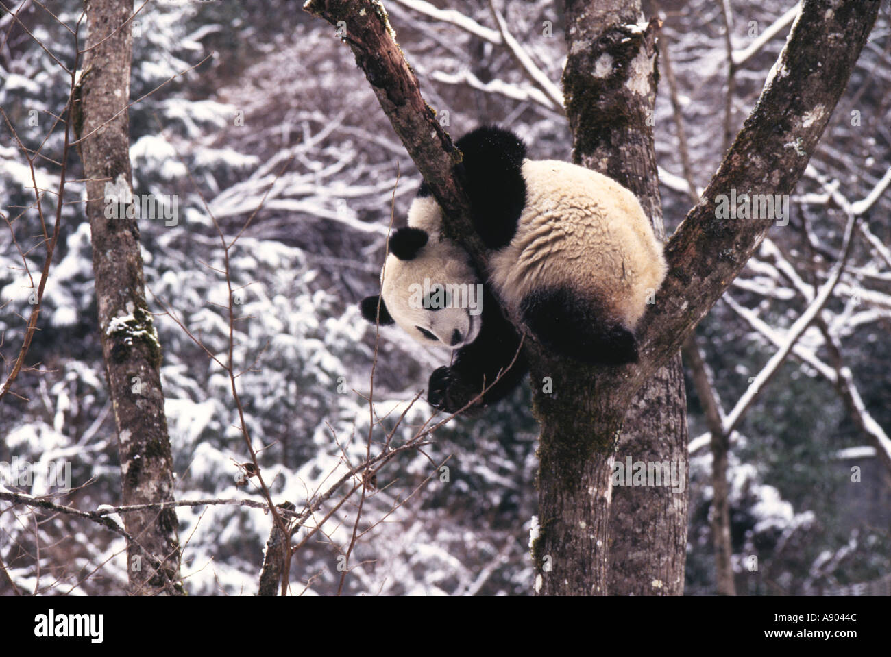Giant Panda cub waves hand on a tree covered with snow Wolong Panda ...