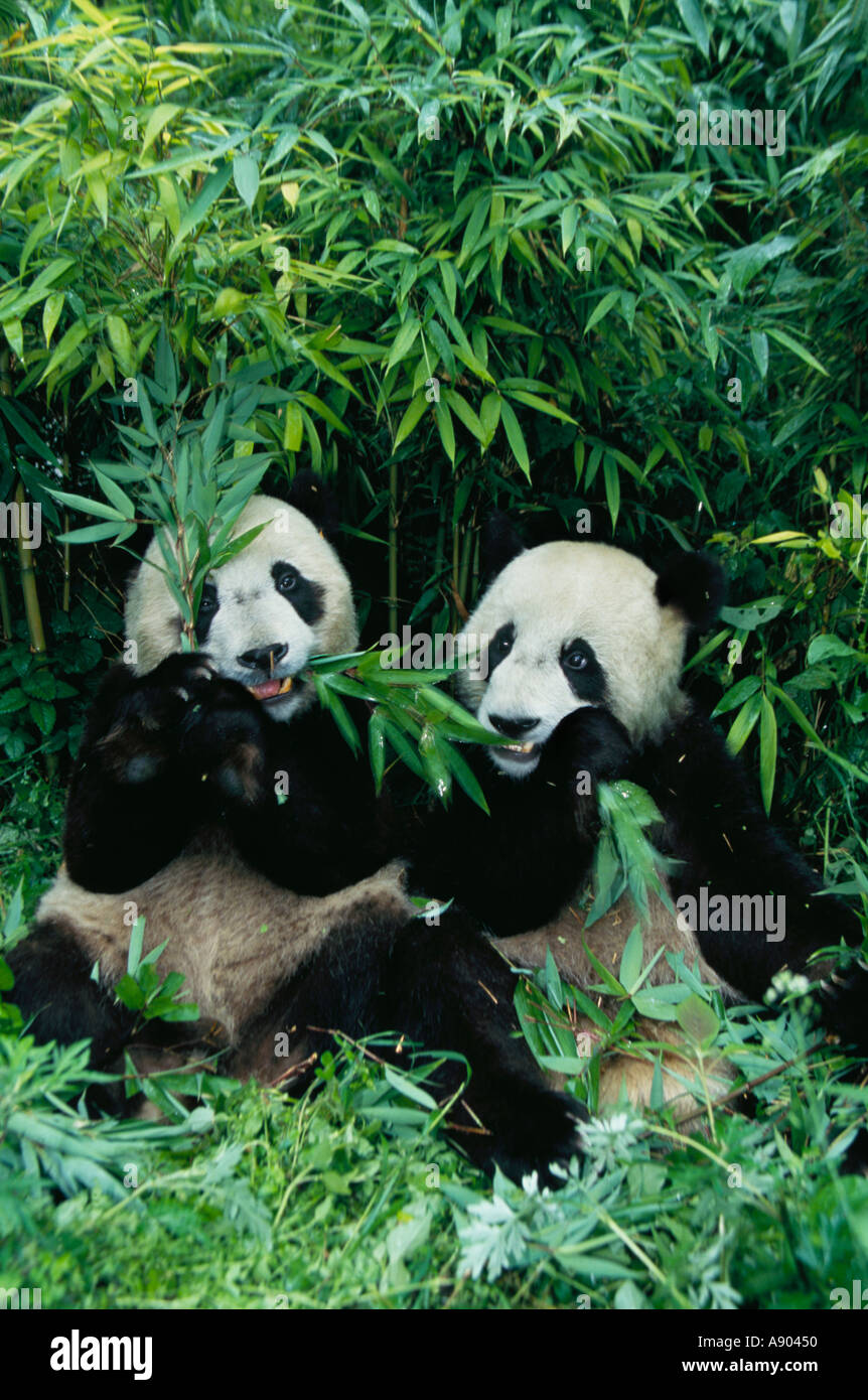 Two Giant Panda cubs eating bamboo together in the forest Wolong Panda ...