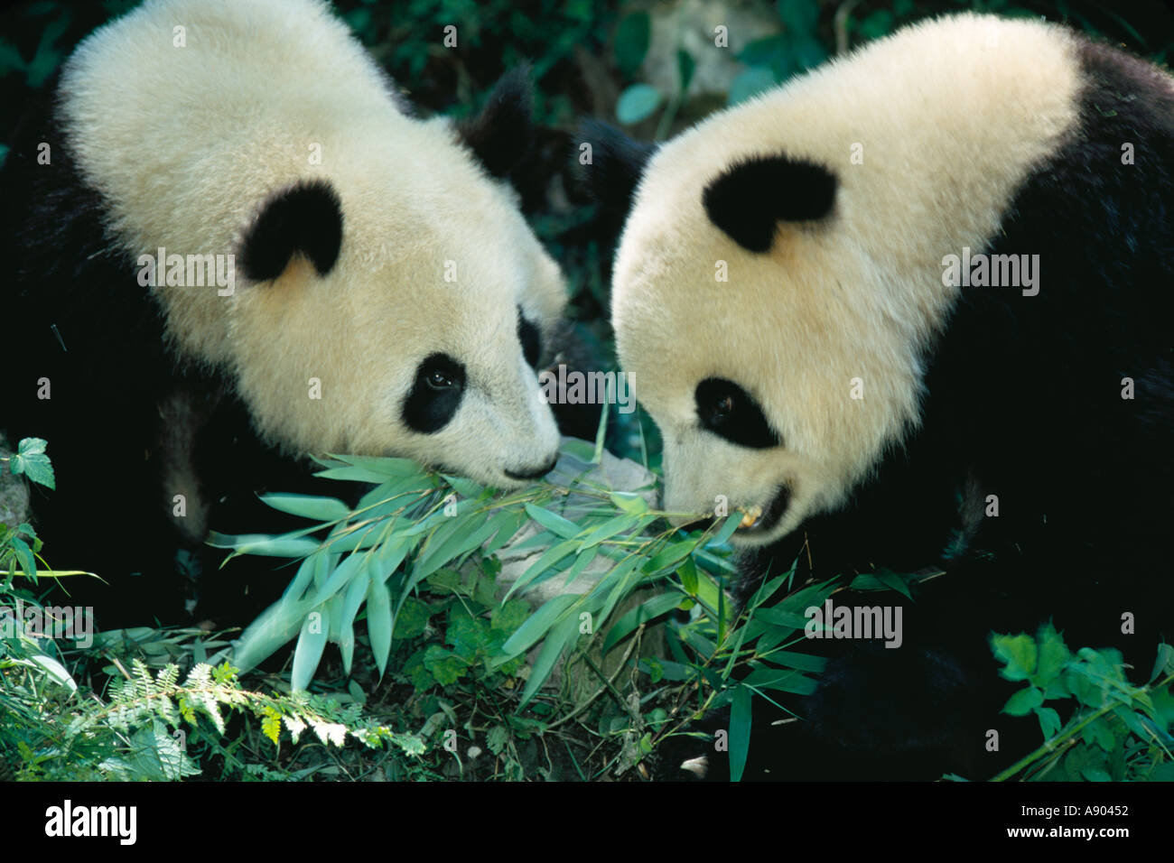 Pandas eating hi-res stock photography and images - Alamy