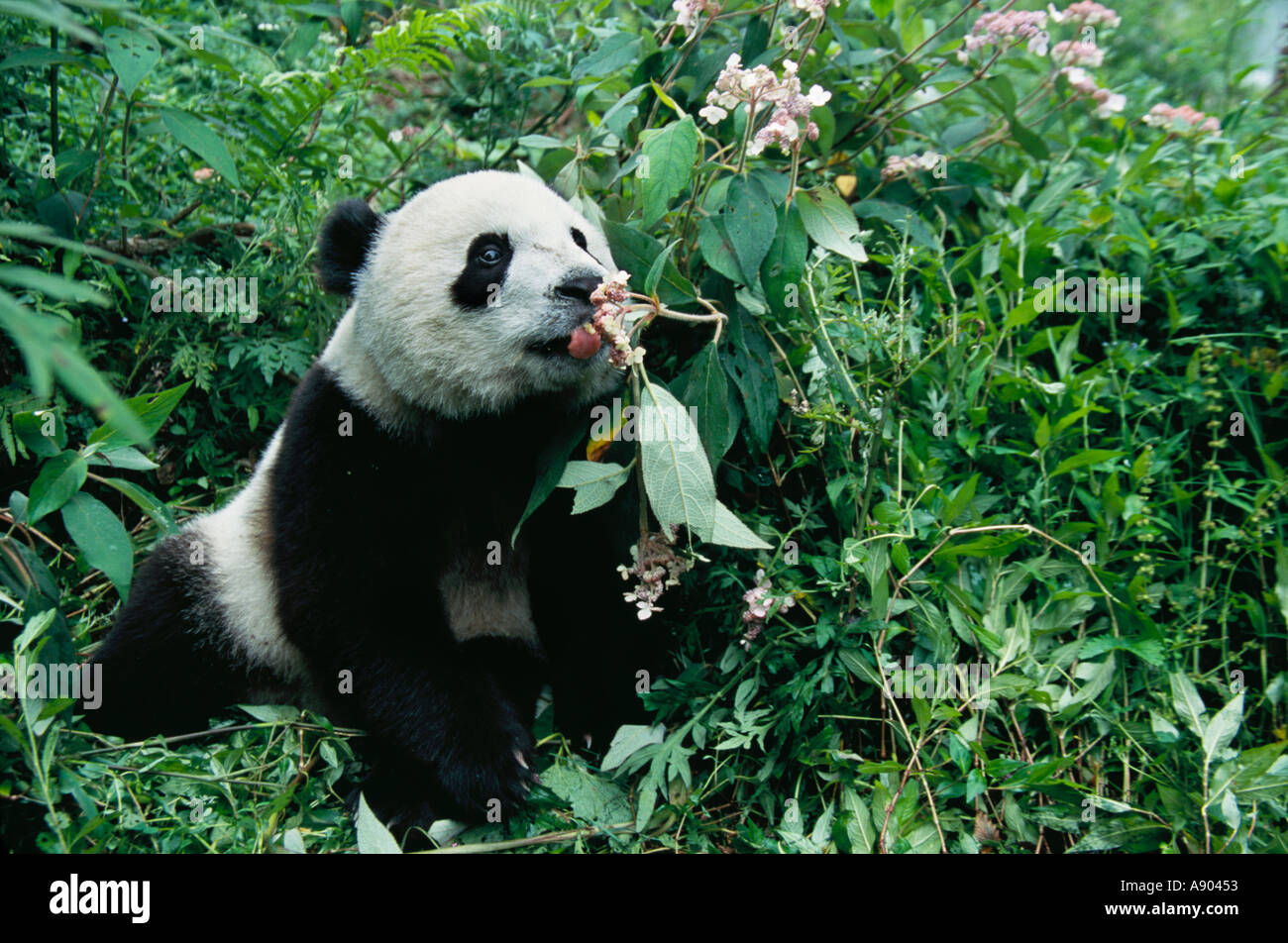 Giant Panda cub smells pink flowers in the bush Wolong Panda Reserve ...