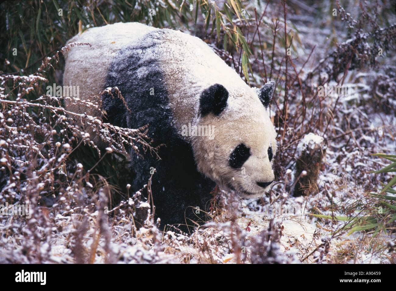 Panda walking forest hi-res stock photography and images - Alamy