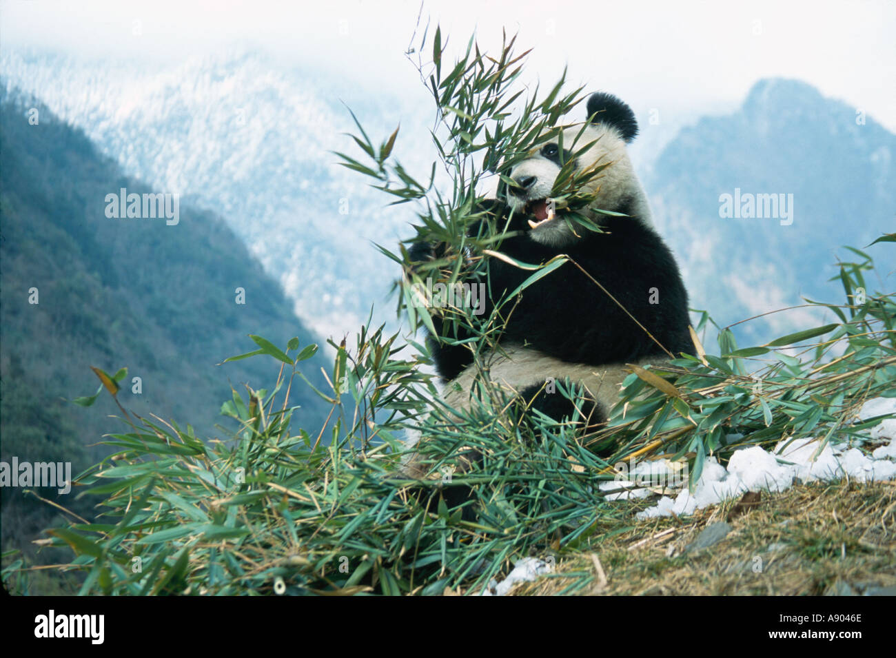 Giant Panda eats bamboo Wolong Valley covered with snow Wolong Panda ...