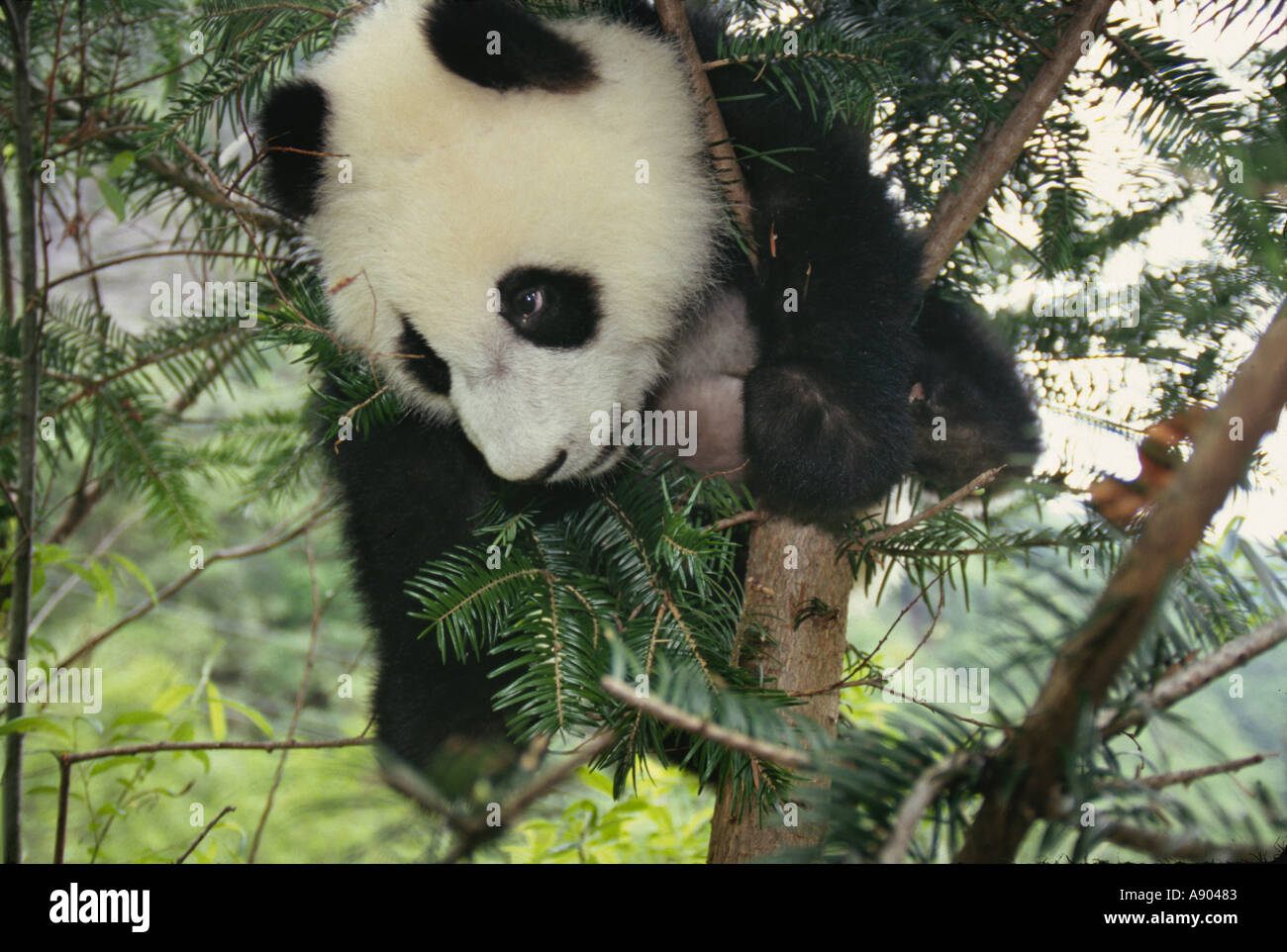 Giant Panda climbs the tree in the forest Wolong Panda Reserve Sichuan ...