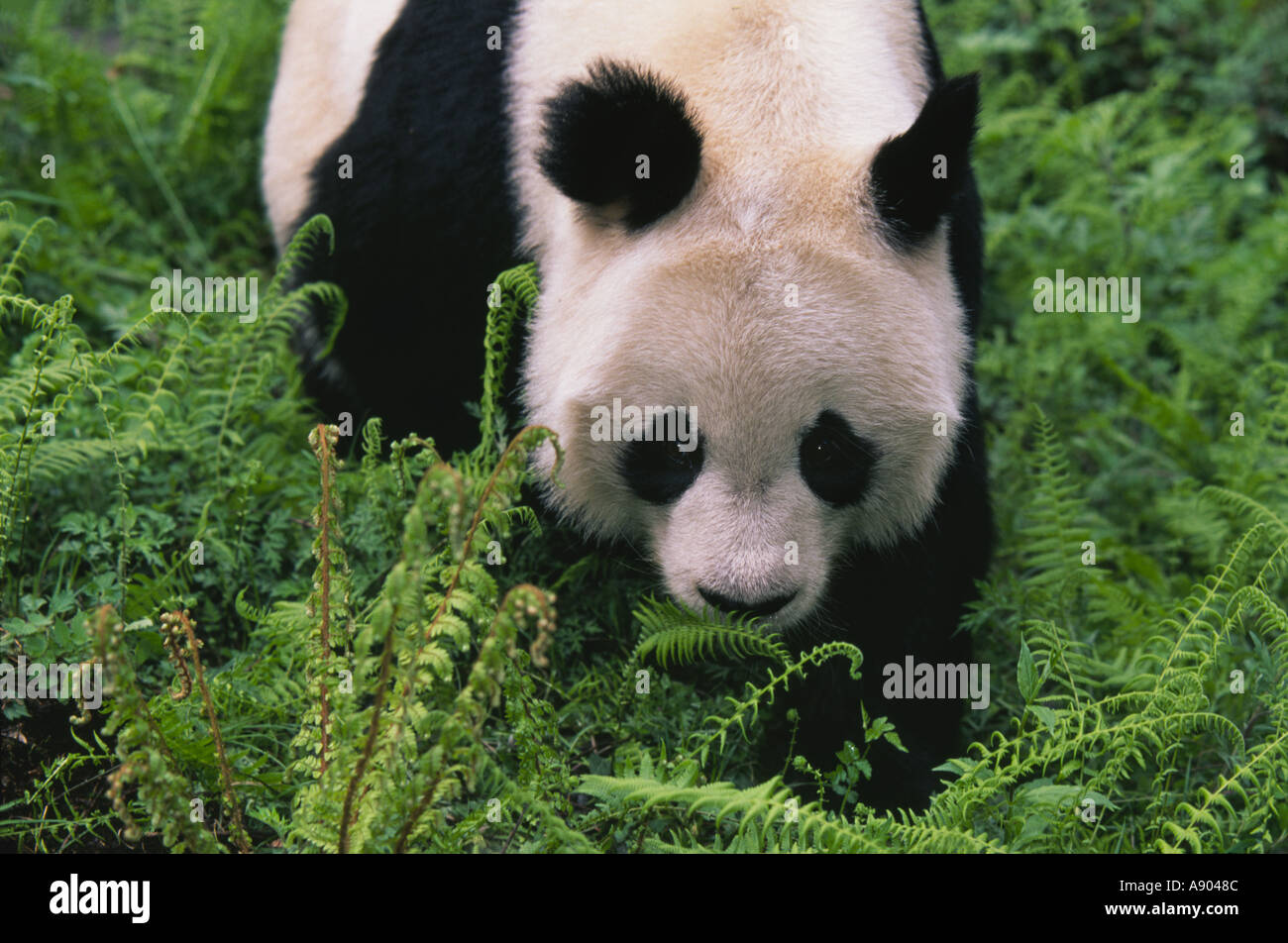 Giant Panda foraging in the bush Wolong Panda Reserve Sichuan Province ...