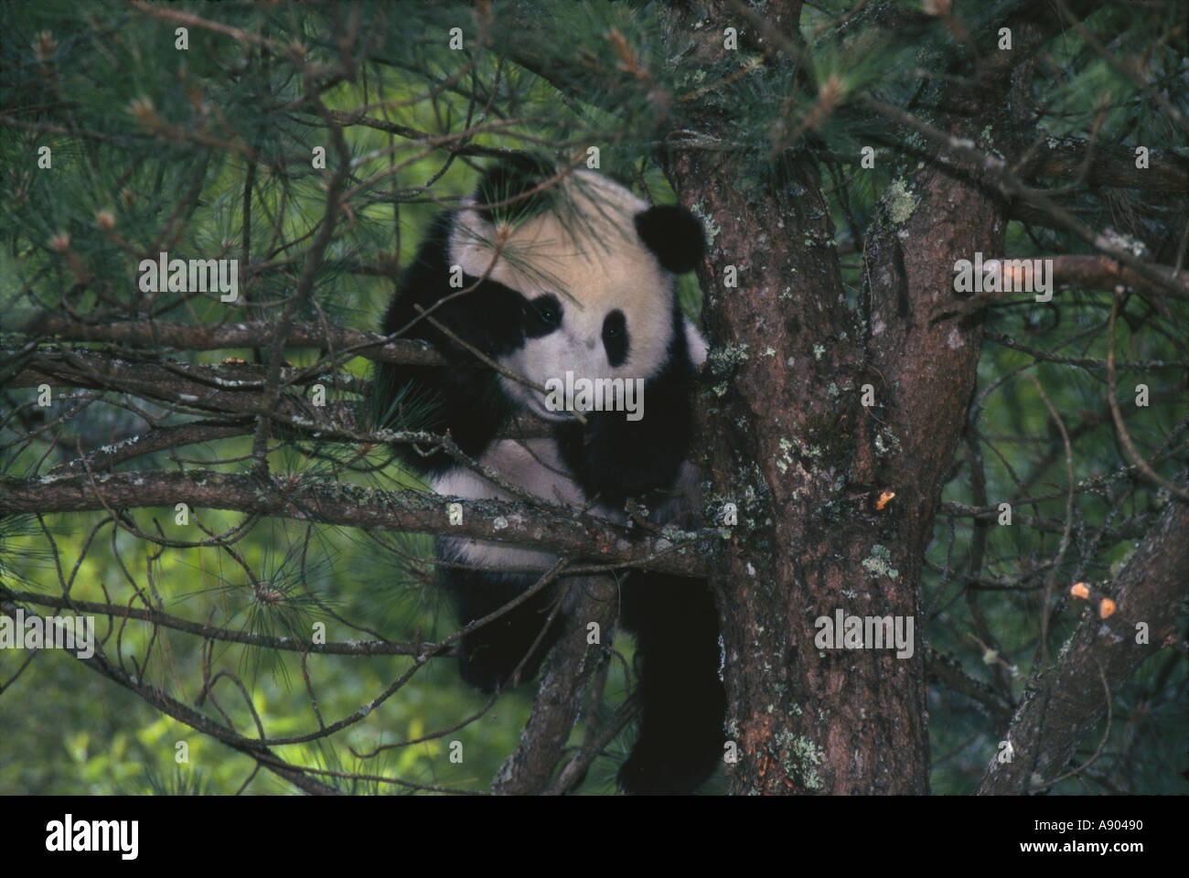 Giant Panda cub on a pine tree Wolong Valley Sichuan Province China ...