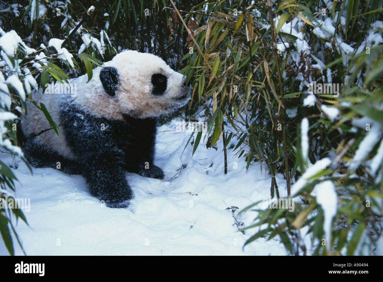 Giant Panda cub in the bamboo bush covered with snow Wolong Panda ...