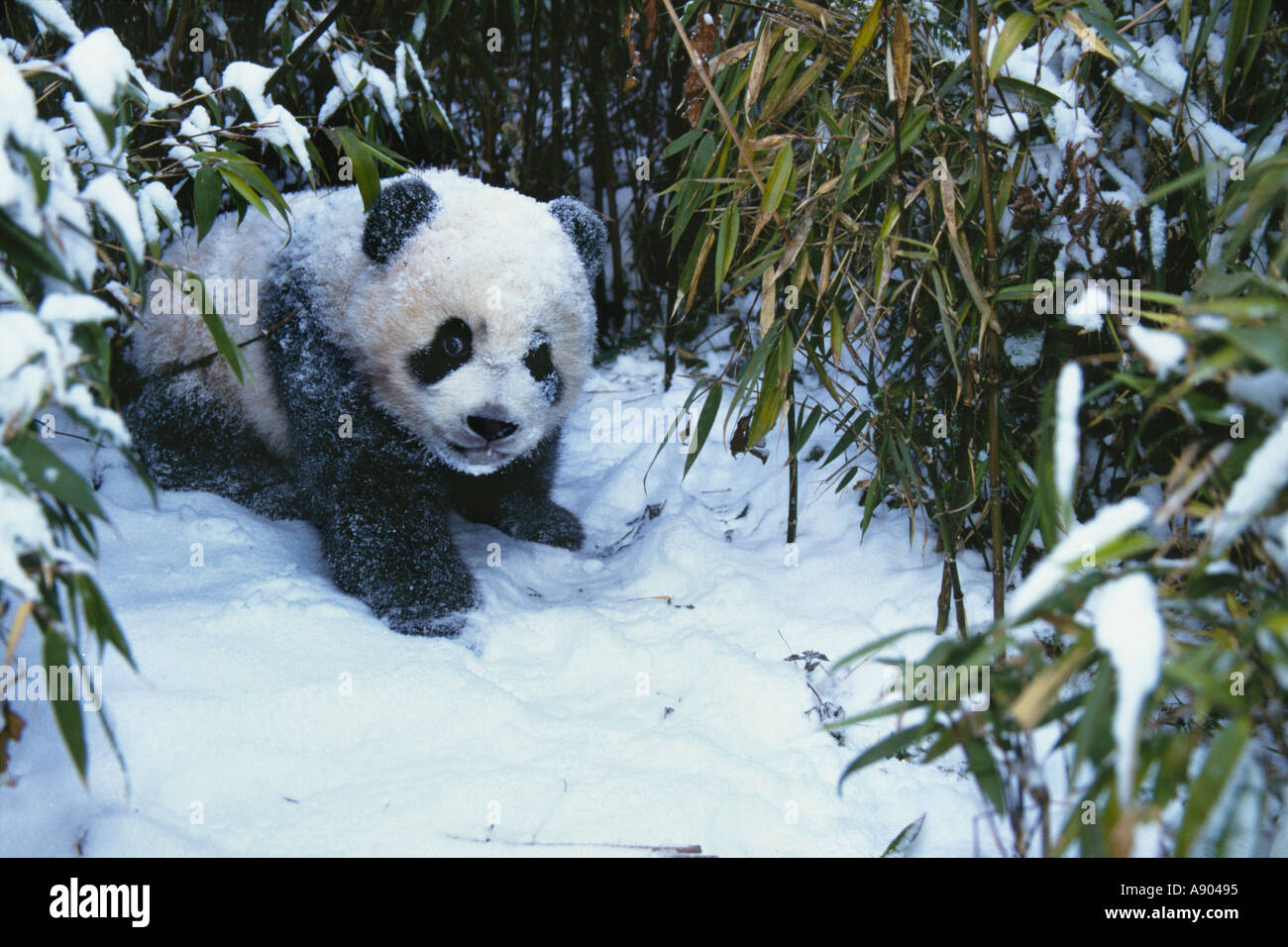 Giant Panda cub in the bamboo bush covered with snow Wolong Panda ...