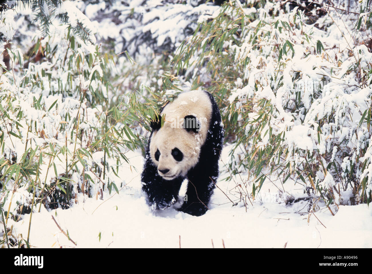 Panda Walking Forest High Resolution Stock Photography and Images - Alamy