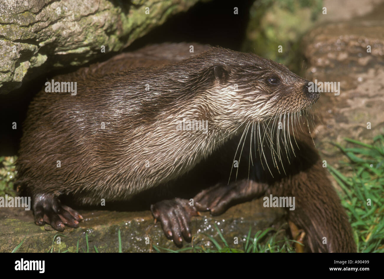 Otter lutra lutra holt hi-res stock photography and images - Alamy