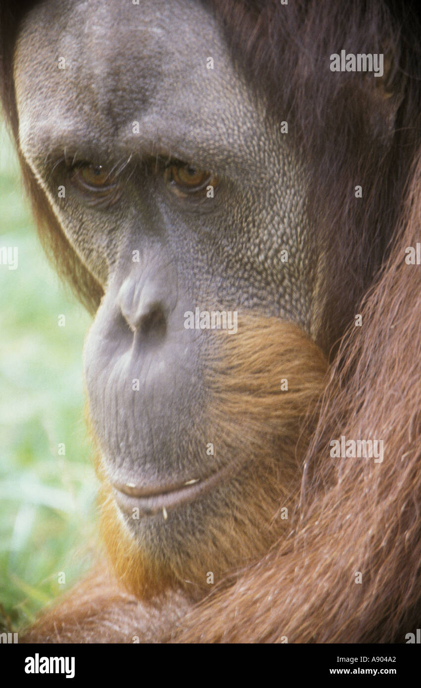 Adult male sumatran orangutan hi-res stock photography and images - Alamy