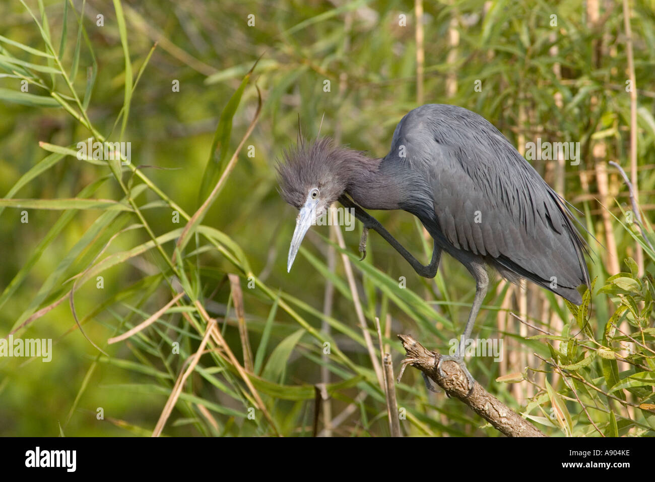 Little Blue Heron Adult preening Stock Photo - Alamy
