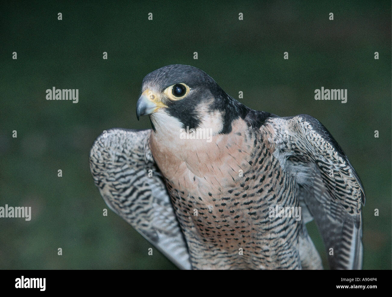 Close up of Peregrine Falcon held in the hand Esigodini Zimbabwe ...