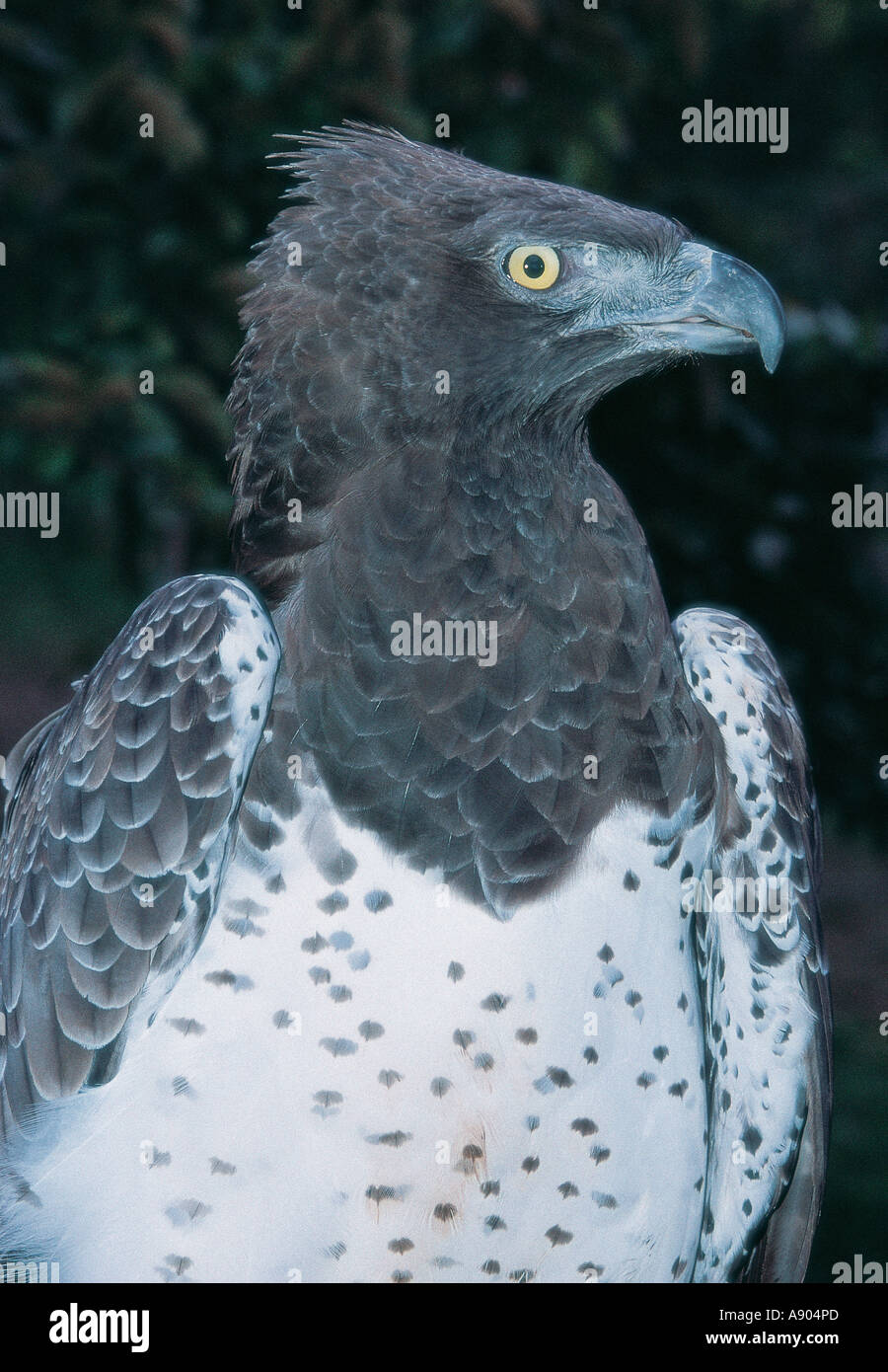 Close up of Martial Eagle Esigodini Zimbabwe southern Africa Stock ...