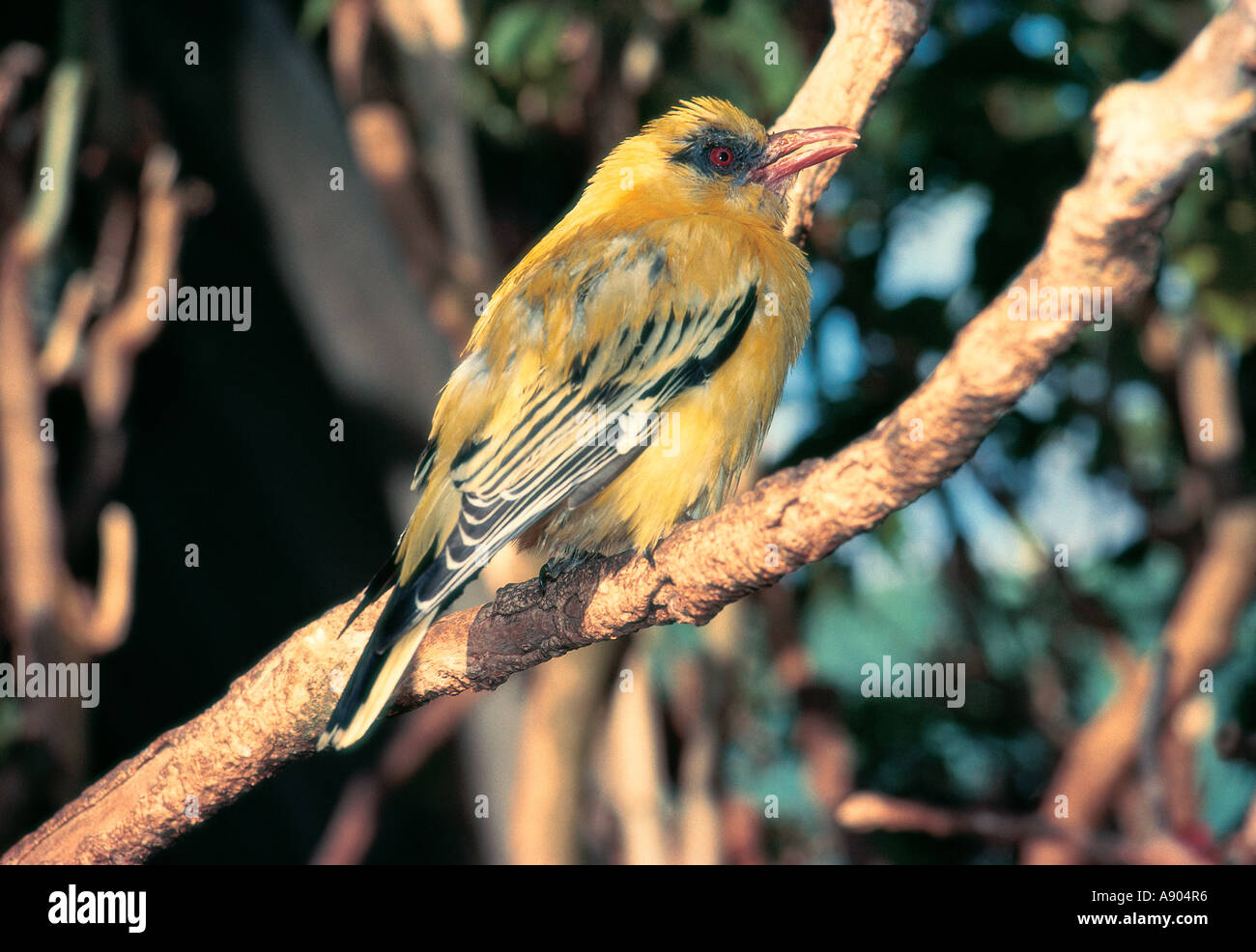 African Golden Oriole Zimbabwe southern Africa Stock Photo - Alamy