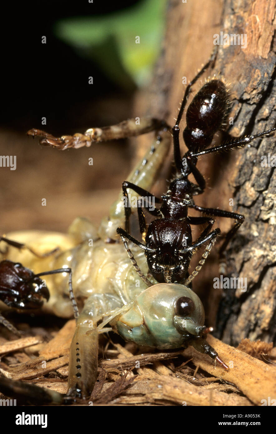 Bullet ant prey hi-res stock photography and images - Alamy