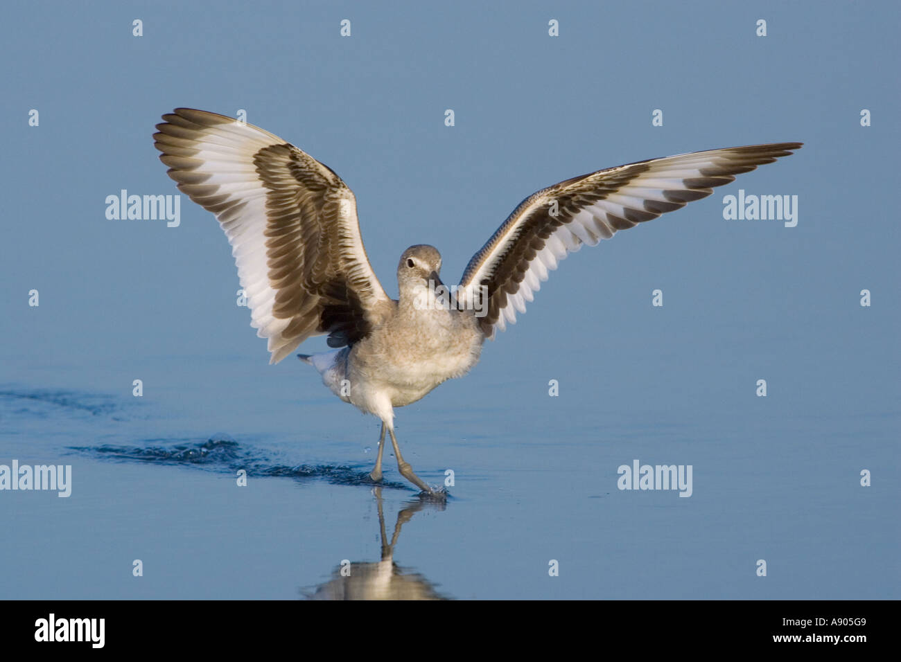 Landing adult hi-res stock photography and images - Alamy
