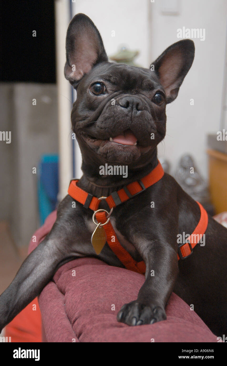 Boston bull terrier hi-res stock photography and images - Alamy