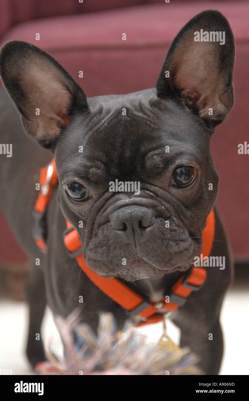 Black boston bull terrier hi-res stock photography and images - Alamy