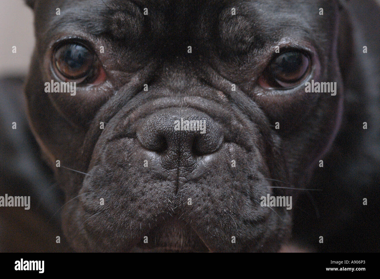 Black boston bull terrier hi-res stock photography and images - Alamy