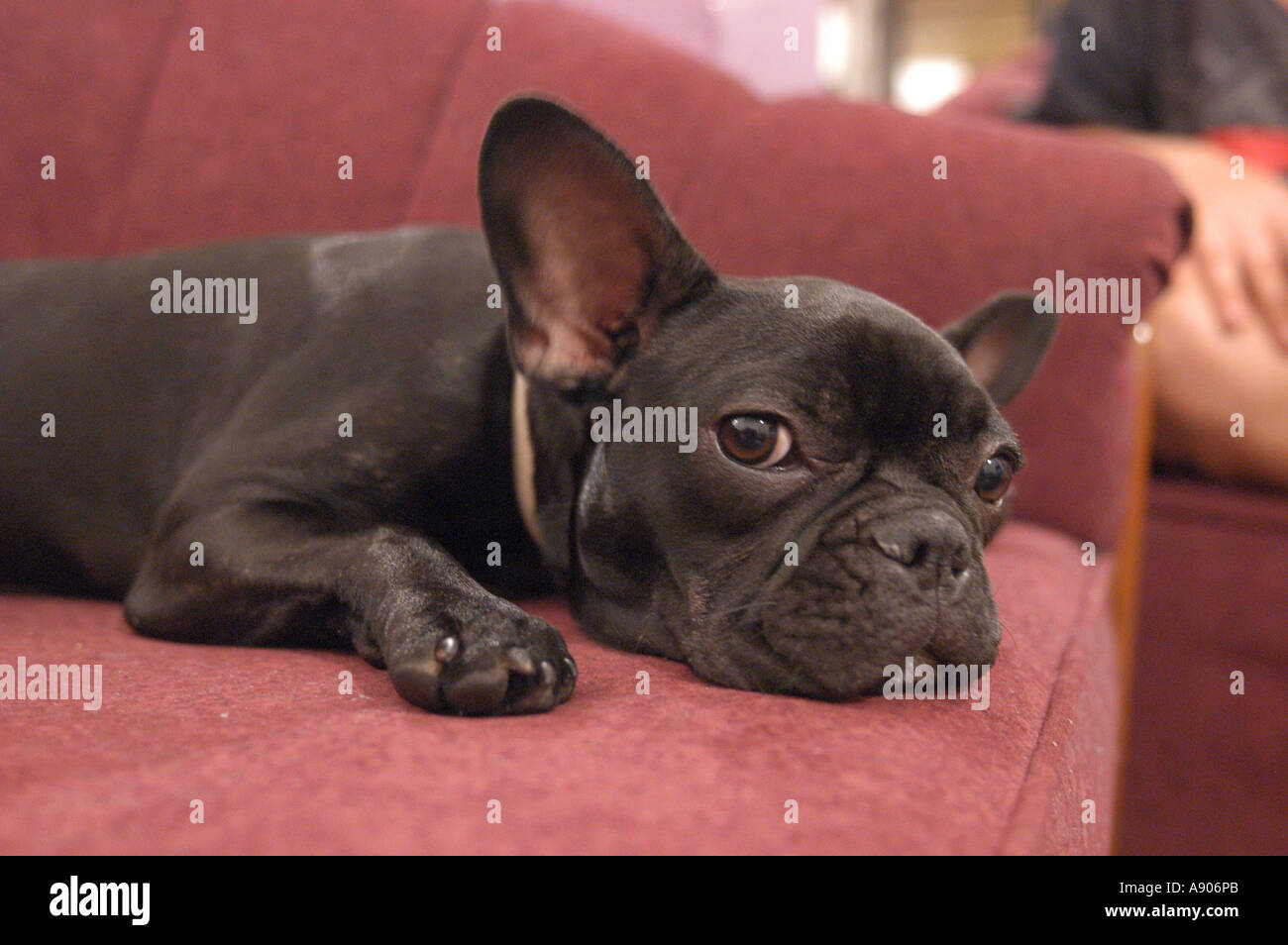 black Boston Bull Terrier on a couch Stock Photo - Alamy