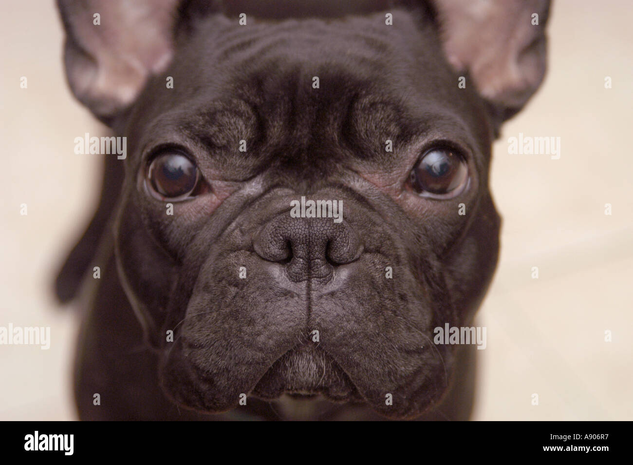 black Boston Bull Terrier Stock Photo - Alamy