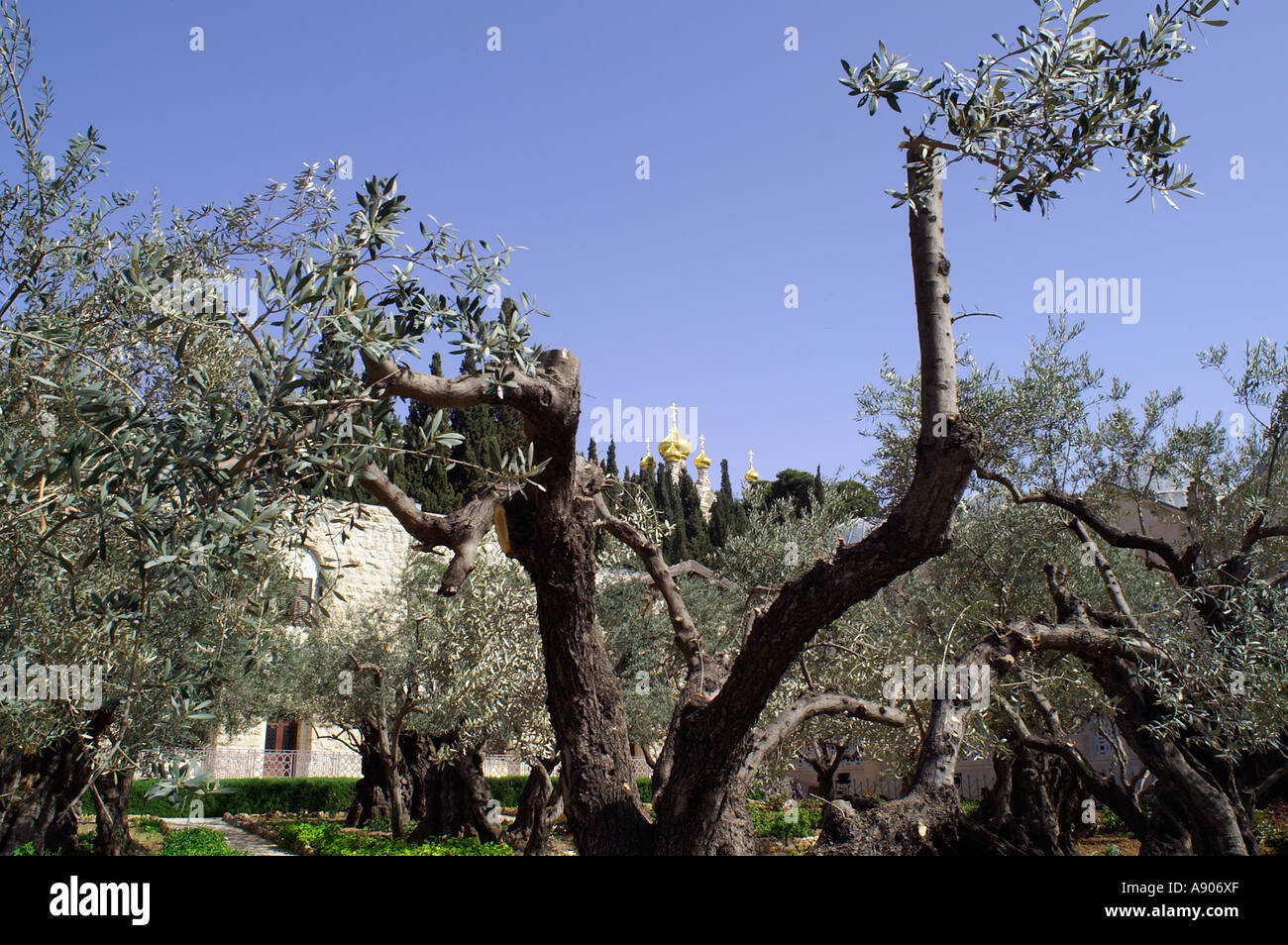 Olive trees in the garden of Gethsemane in the grounds of the Basilica ...