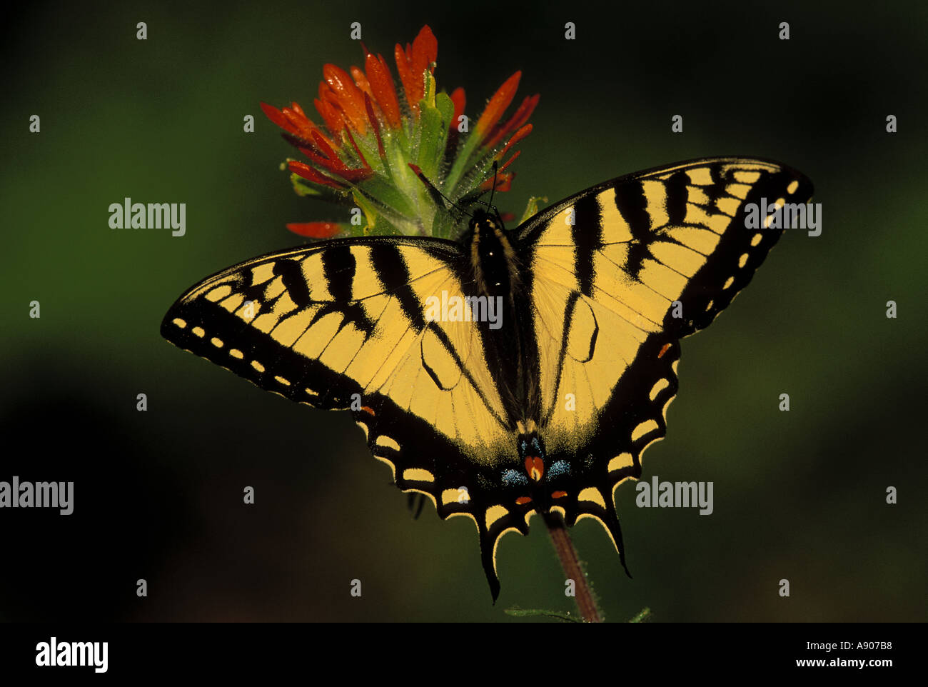 Tiger Swallowtail on Indian Paintbrush Stock Photo - Alamy