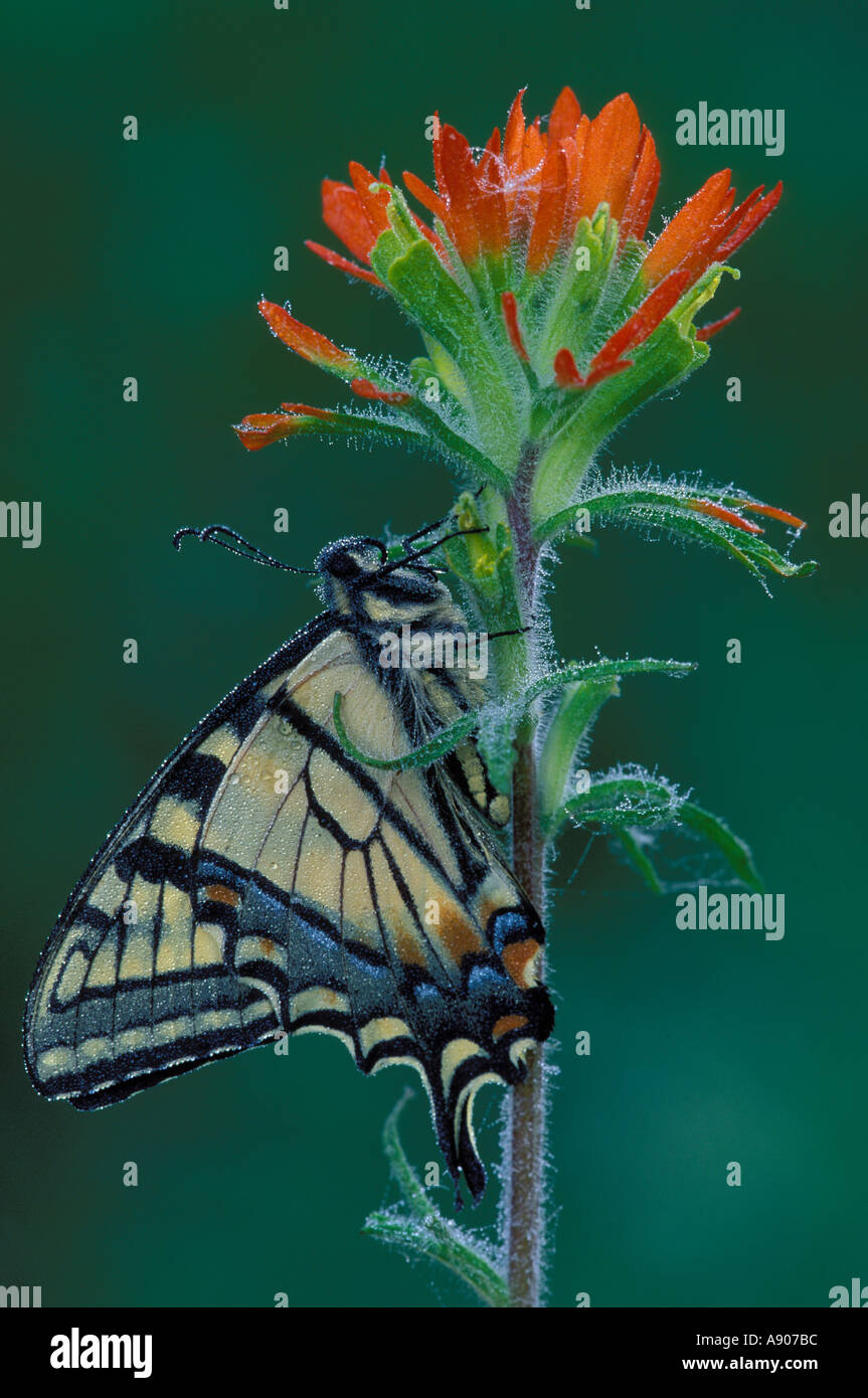 Tiger Swallowtail on Indian Paintbrush Stock Photo - Alamy