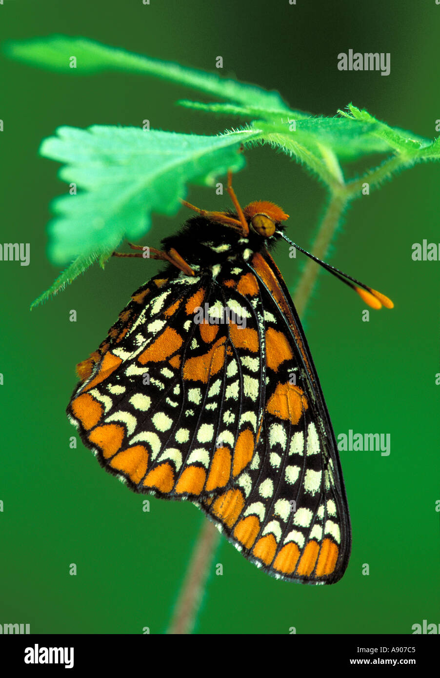 Checkerspot Butterfly Roosting Stock Photo - Alamy