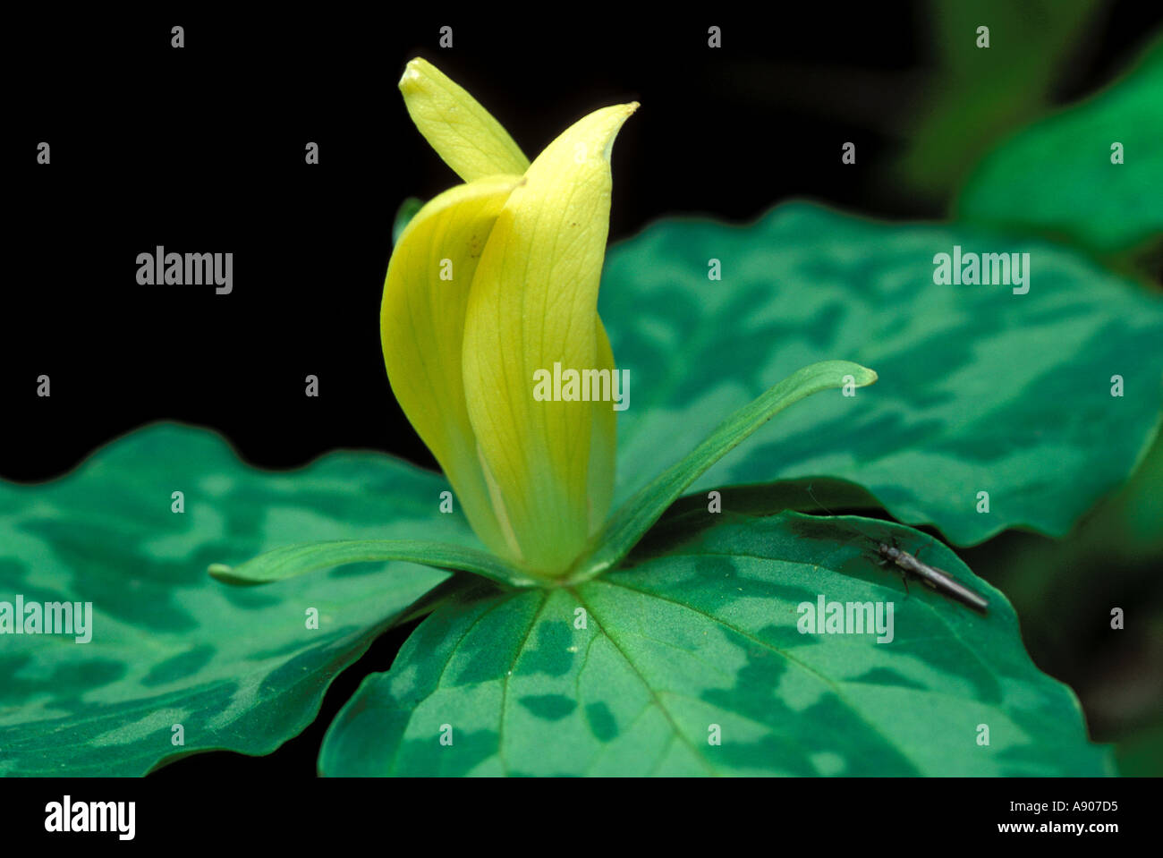 Sessile Trillium Toadshade Trillium sessile Stock Photo - Alamy