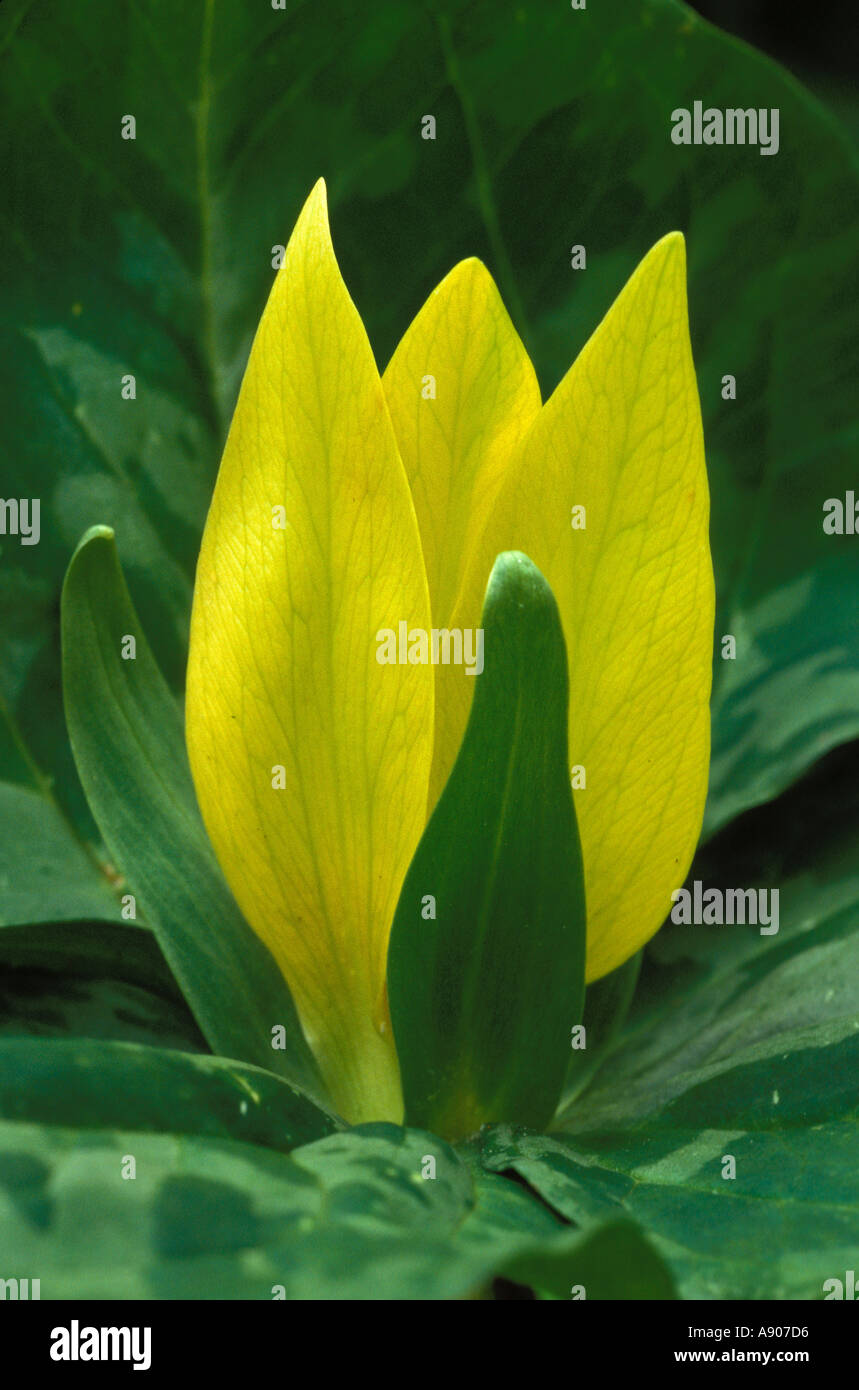 Sessile Trillium Toadshade Trillium sessile Stock Photo - Alamy