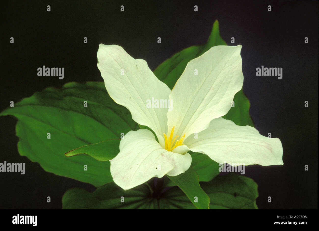 Four Petal White Trillium Trillium grandiflorum Stock Photo - Alamy