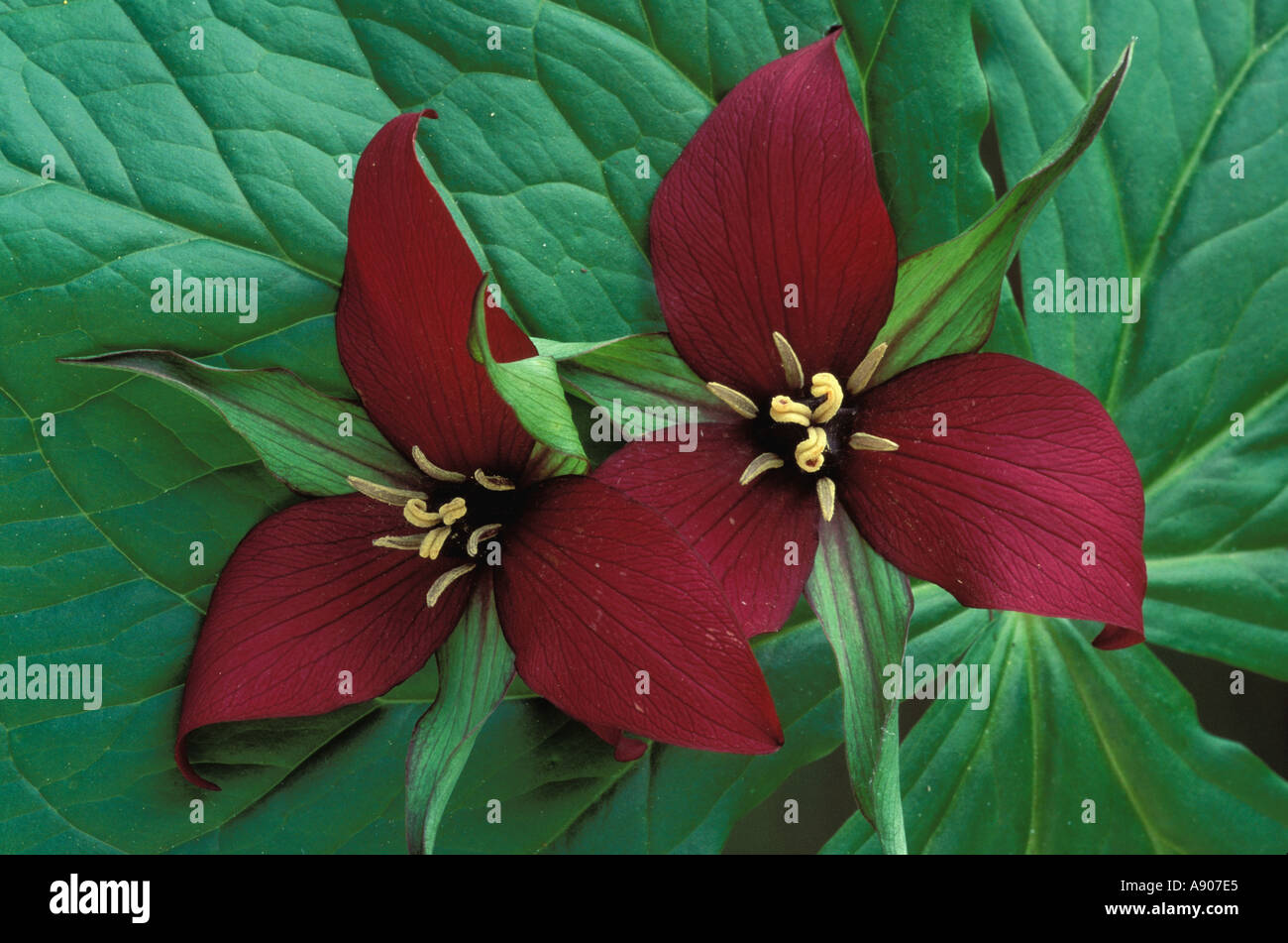 Double blossom hi-res stock photography and images - Alamy