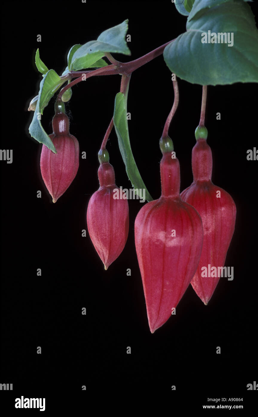 Fuchsia Mission Bells domestic Stock Photo - Alamy