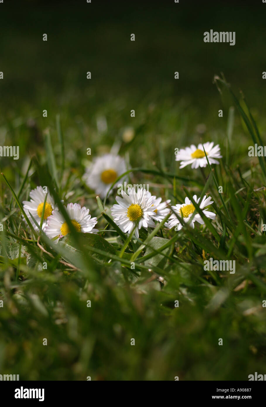 Daisys lawn hi-res stock photography and images - Alamy