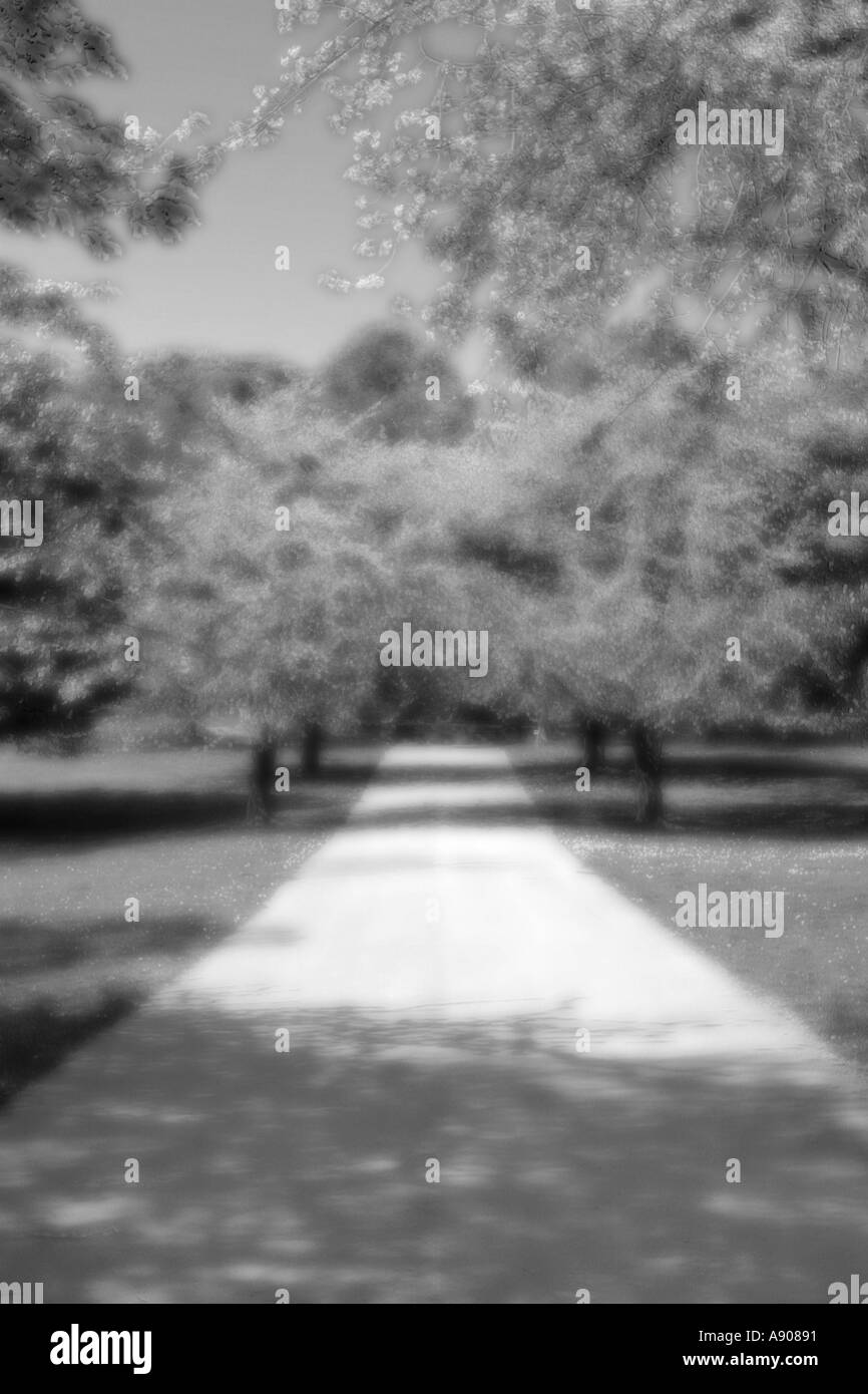Pathway surrounded by trees Black and White Stock Photos & Images - Alamy